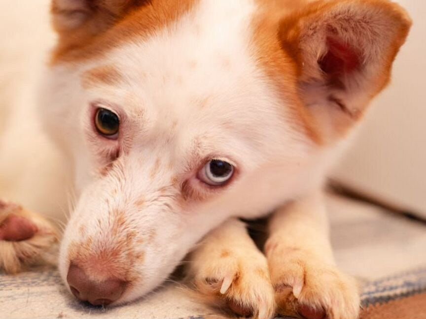 Маленькая собачка для души