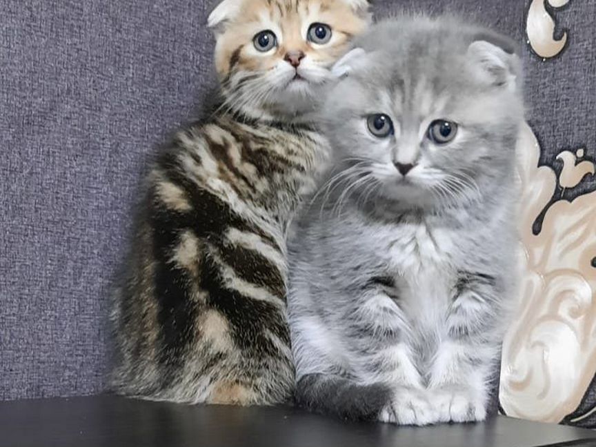 Шотландская вислоухая