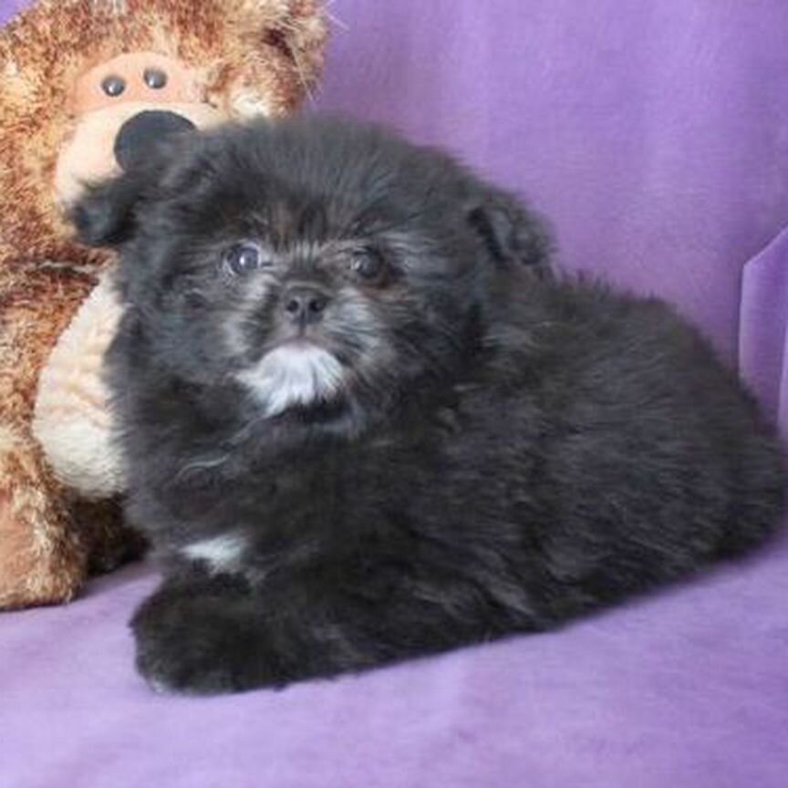 Мальтипу Помапу мальчики