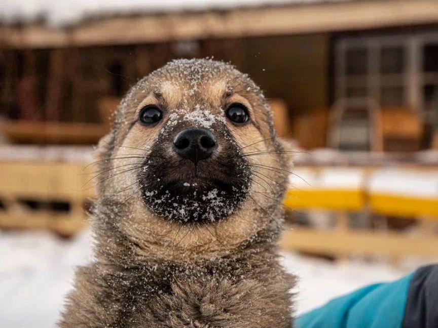 Щенок в добрые руки