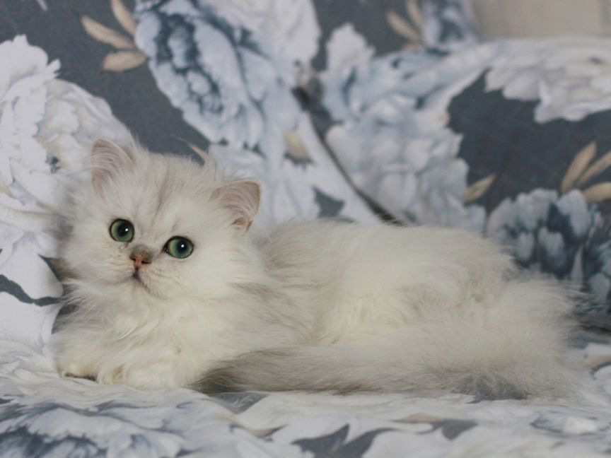 Британский серебристый домовенок Кузя