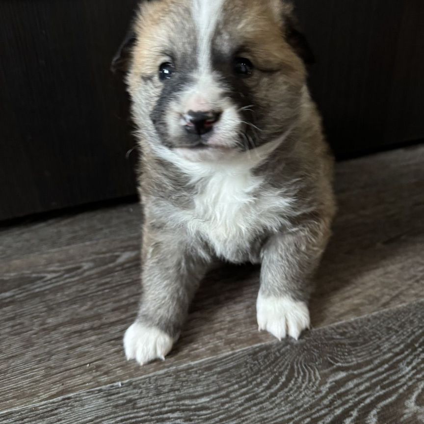 Щенок в добрые руки бесплатно