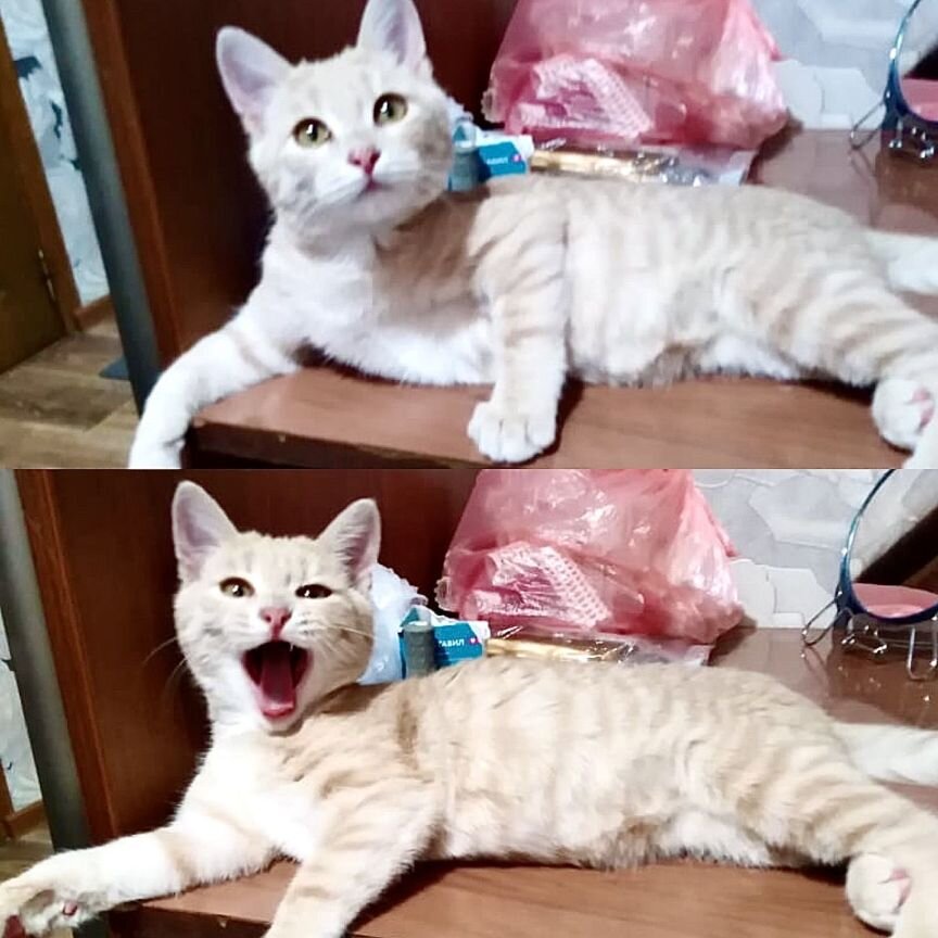 Котенок 3 месяца