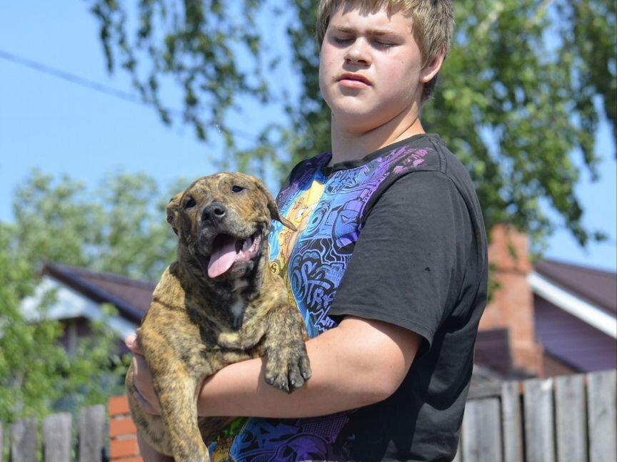 Ка де бо, щенок кадебо, питомник РКФ