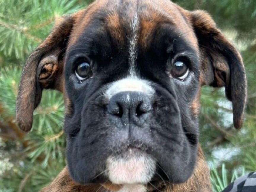 Щенок немецкого боксера(мальчик)