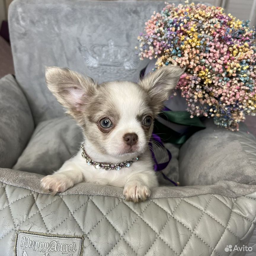 Длинношерстные чихуахуа, мальчики