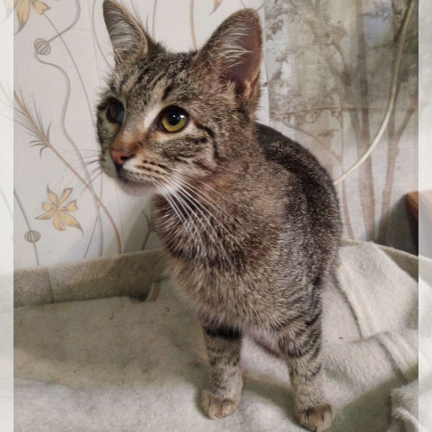 Ласковая кошечка Тося в добрые руки