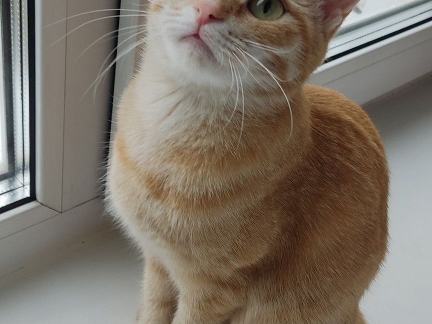 Кошечка в добрые руки