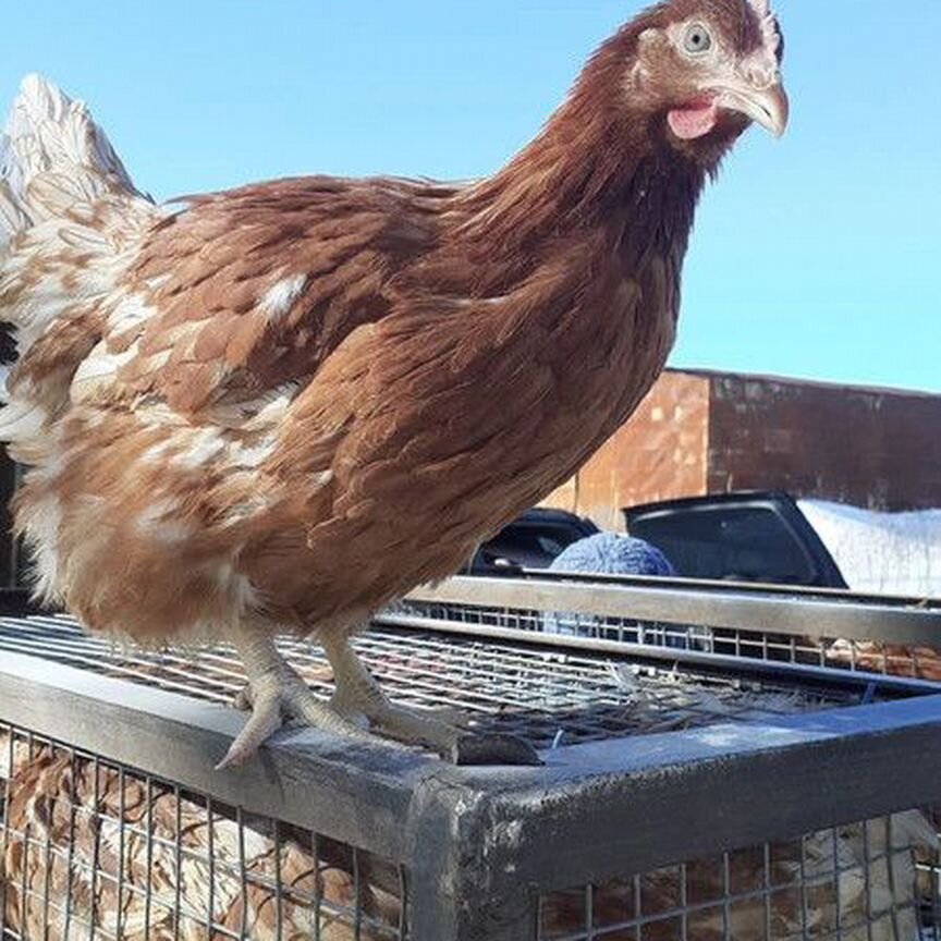 Куры несушки на дом