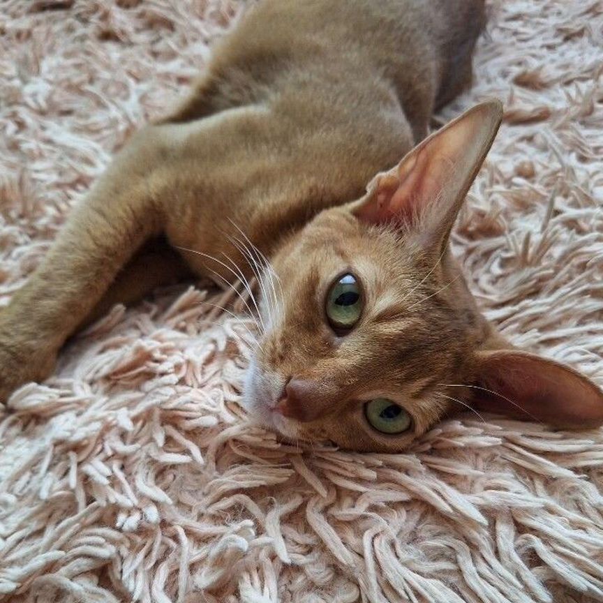 Абиссинская, взрослая кошка