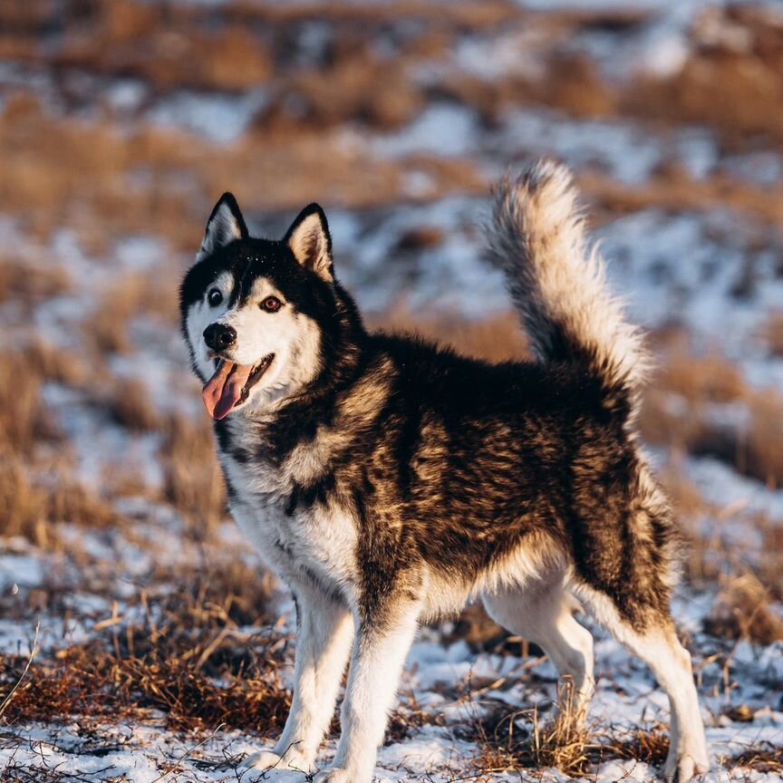 Майк из приюта