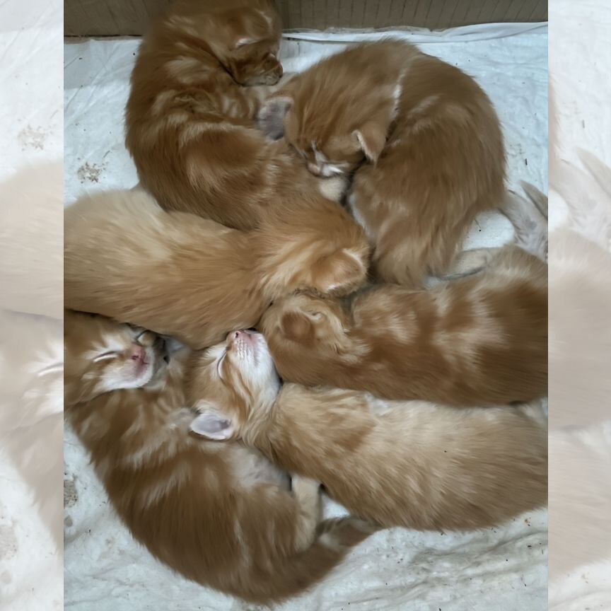 Мейн-кун котёнок