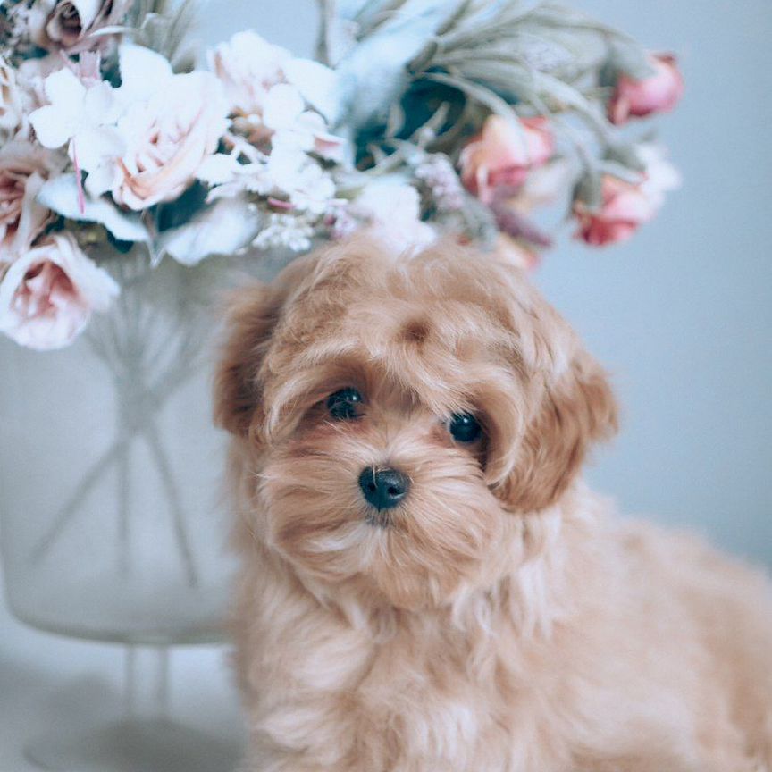 Мальтипу f1 девочка