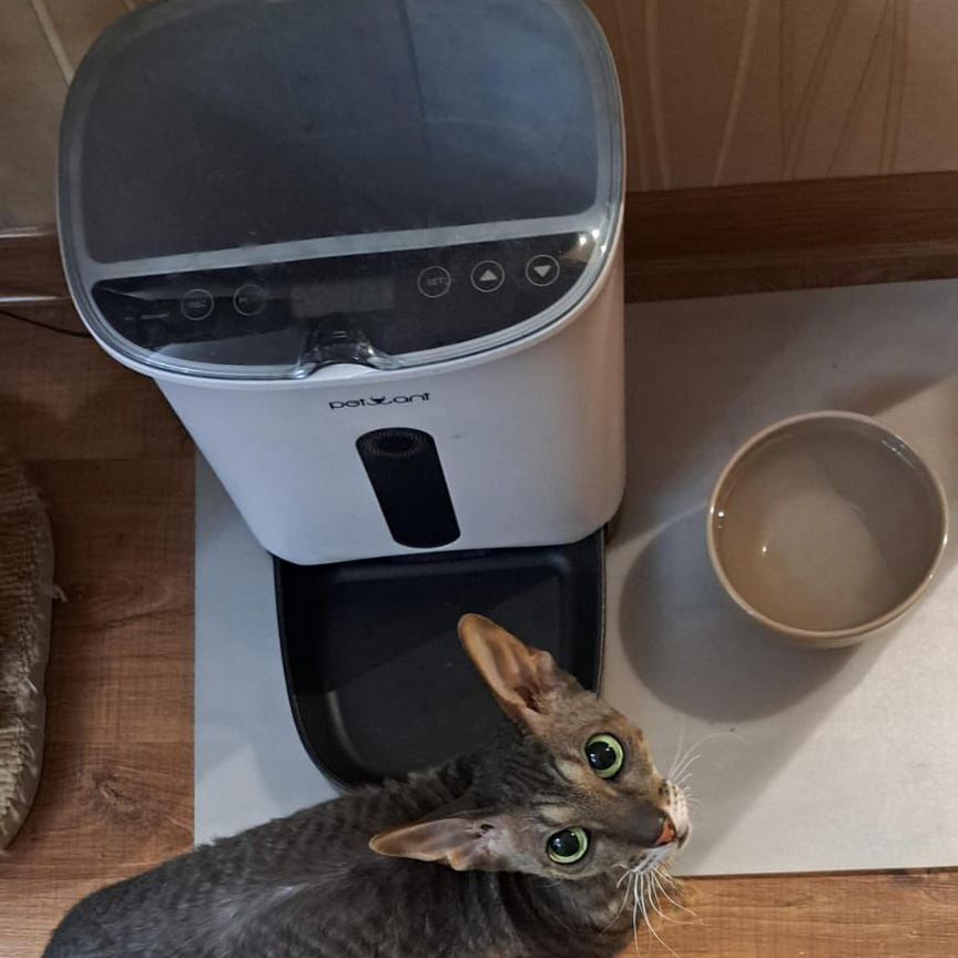 Ищу нового хозяина