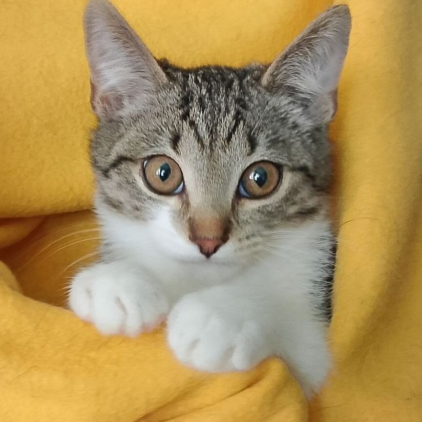 Котёнок в добрые руки