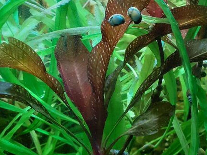 Эхинодорус рубин. Улитка Теодоксус