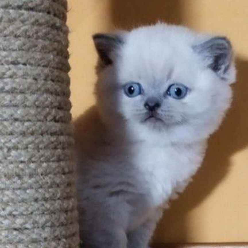 Британские котята