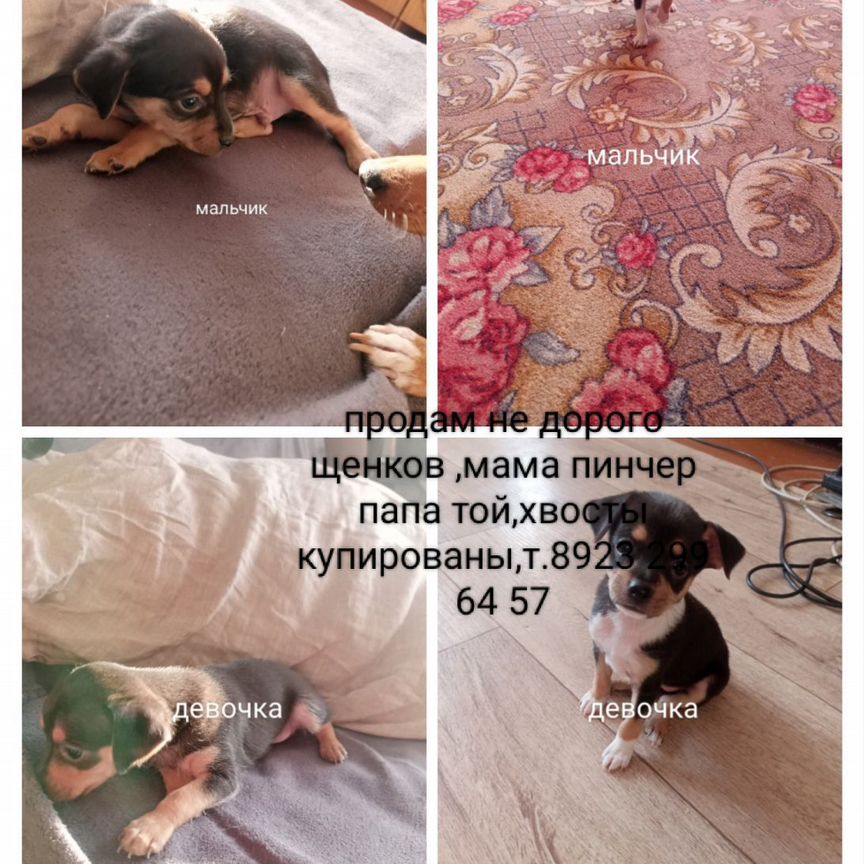 Продажа щенков пинчра