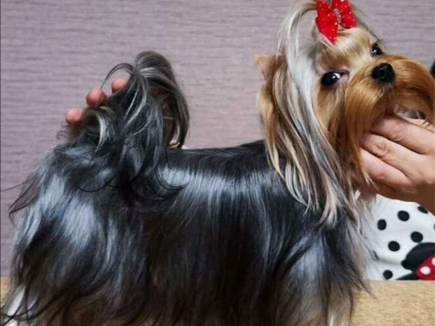 Йоркширский терьер мини вязка