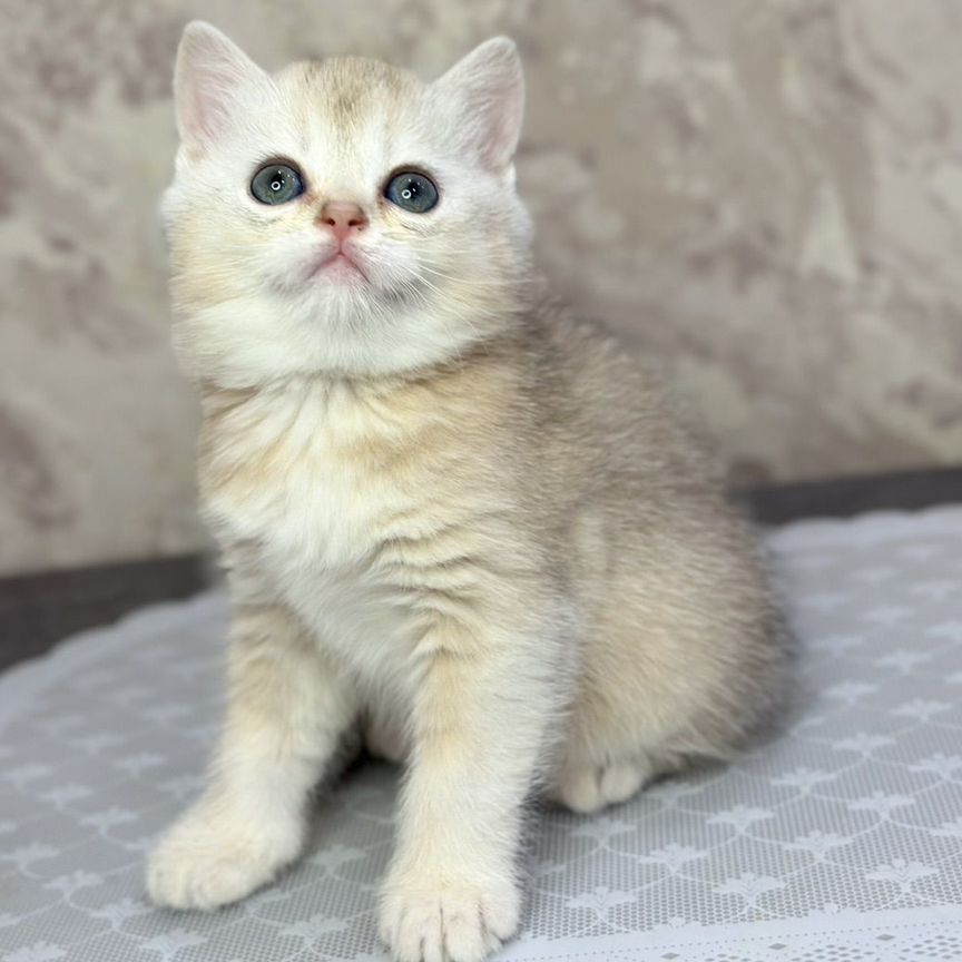 Шотландский прямоухий короткошёрстный котёнок