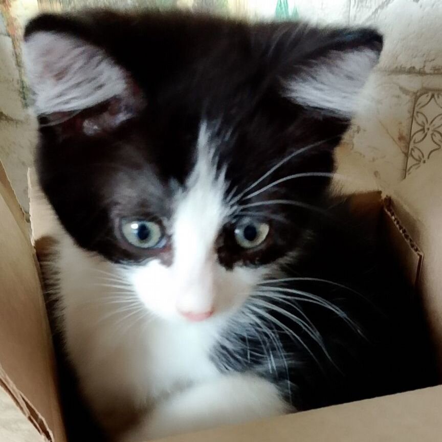 Котенок