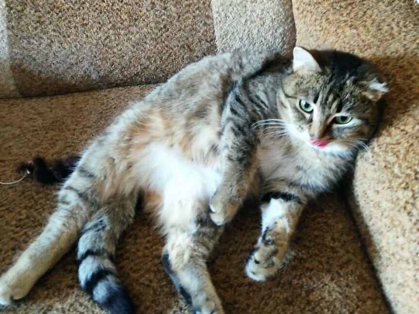 Кот в добрые руки