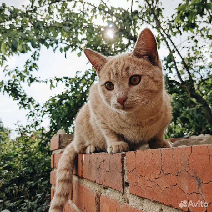 Рыжий кот Персиваль оказался на улице