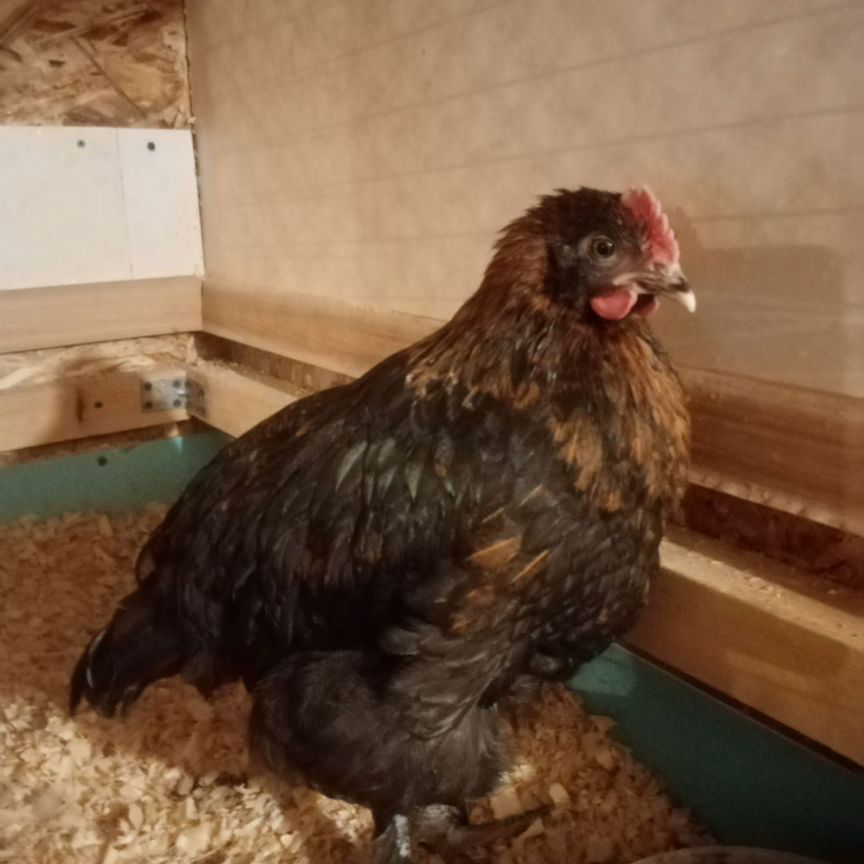 Маран черно медный несёт пасхалное яйцо