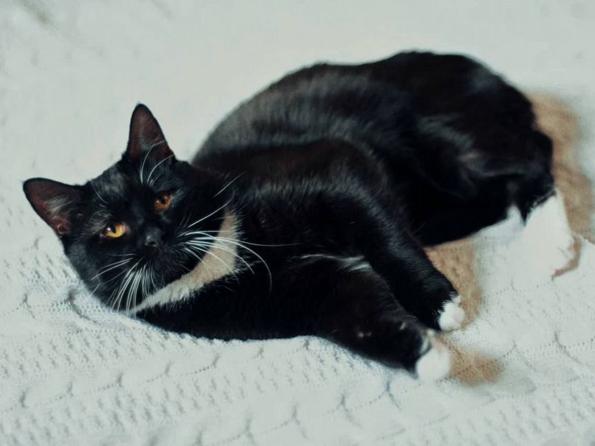 Кот Мурзик