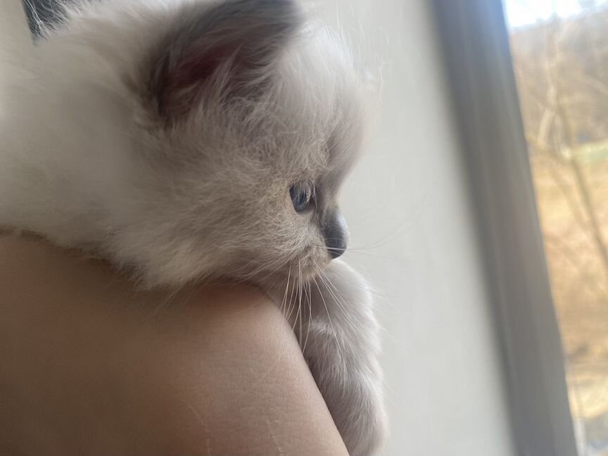 Котята Рэгдолл