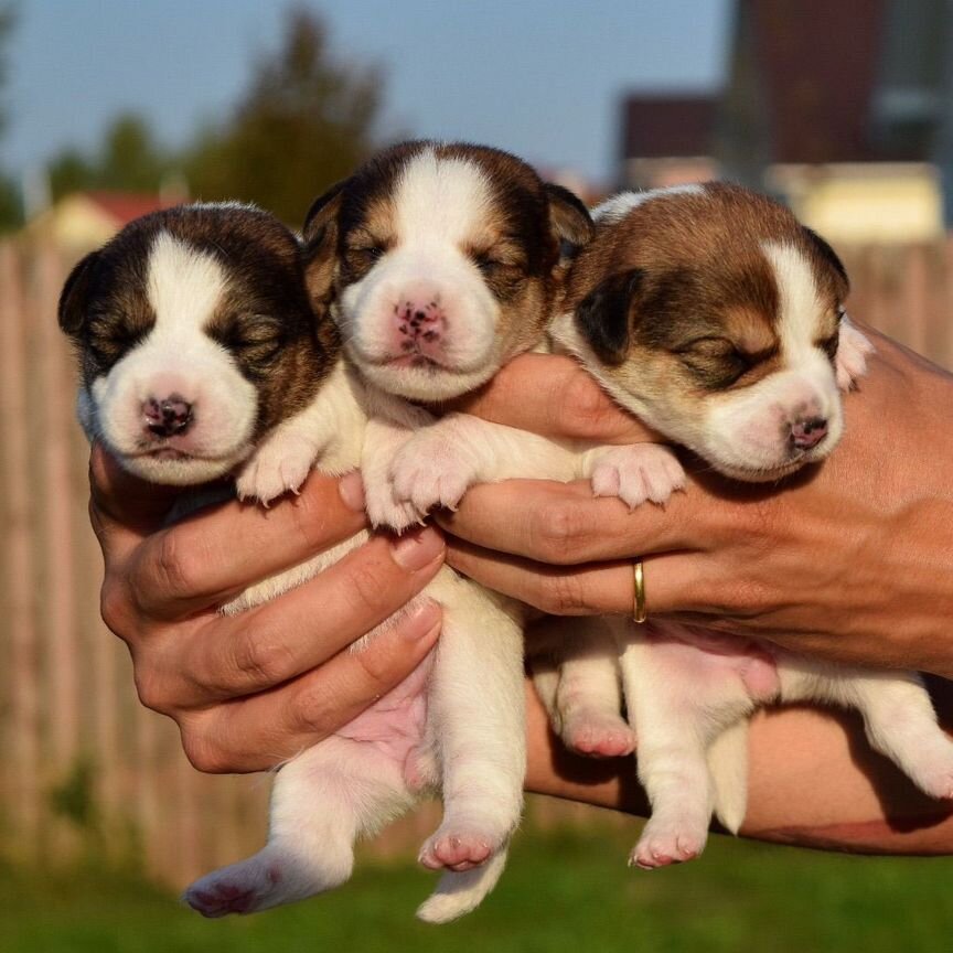 Джек рассел терьер щенки