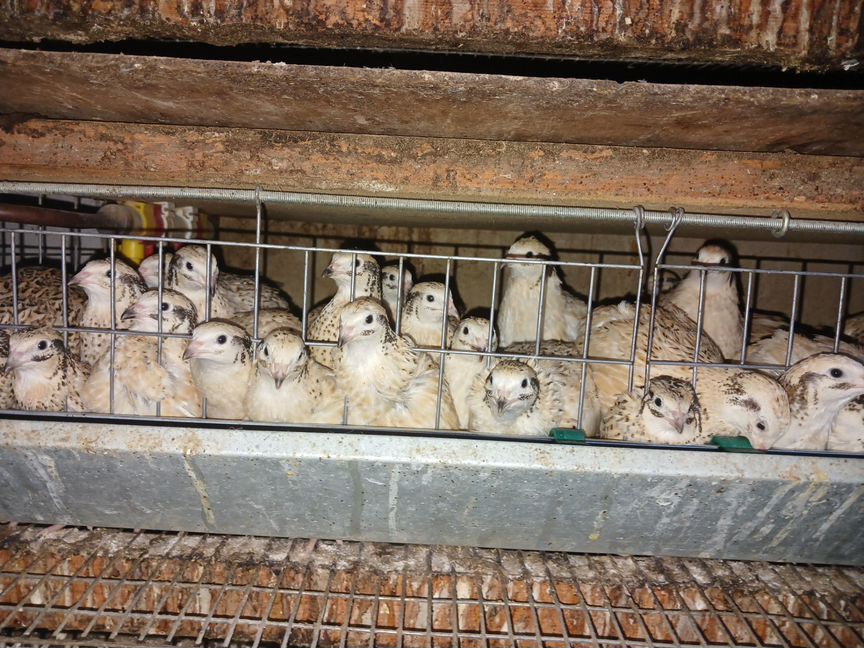 Маньчжурский перепел