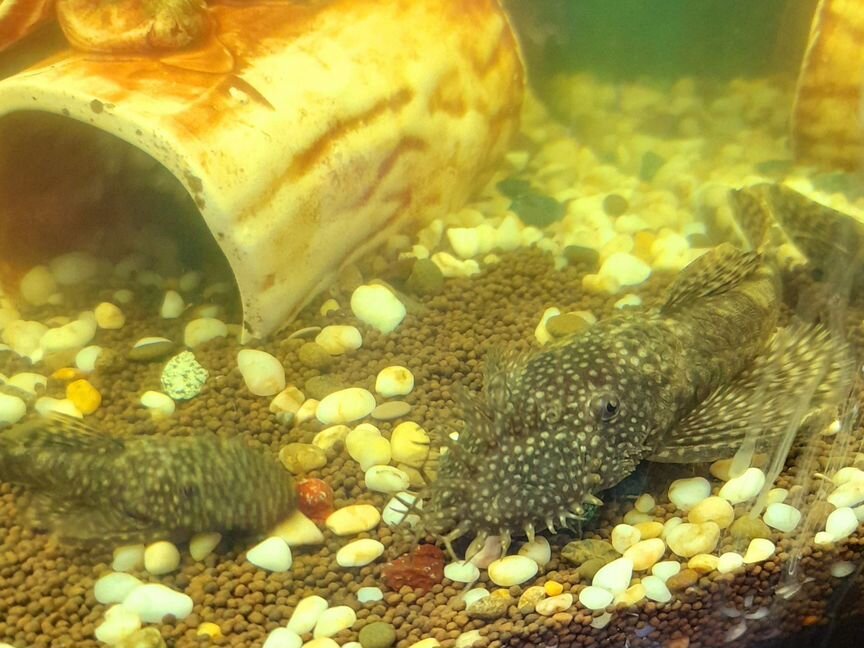 Аквариумные рыбки