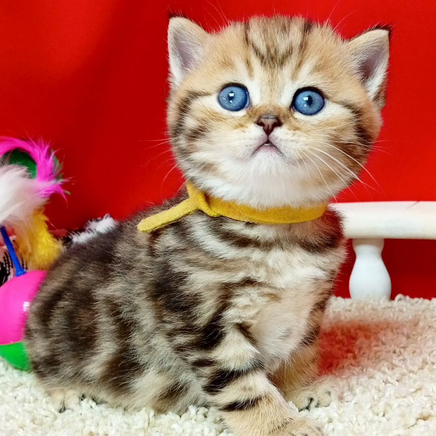 Шотландский прямоухий короткошёрстный котёнок