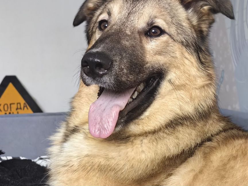 Твой лучший друг в добрые руки