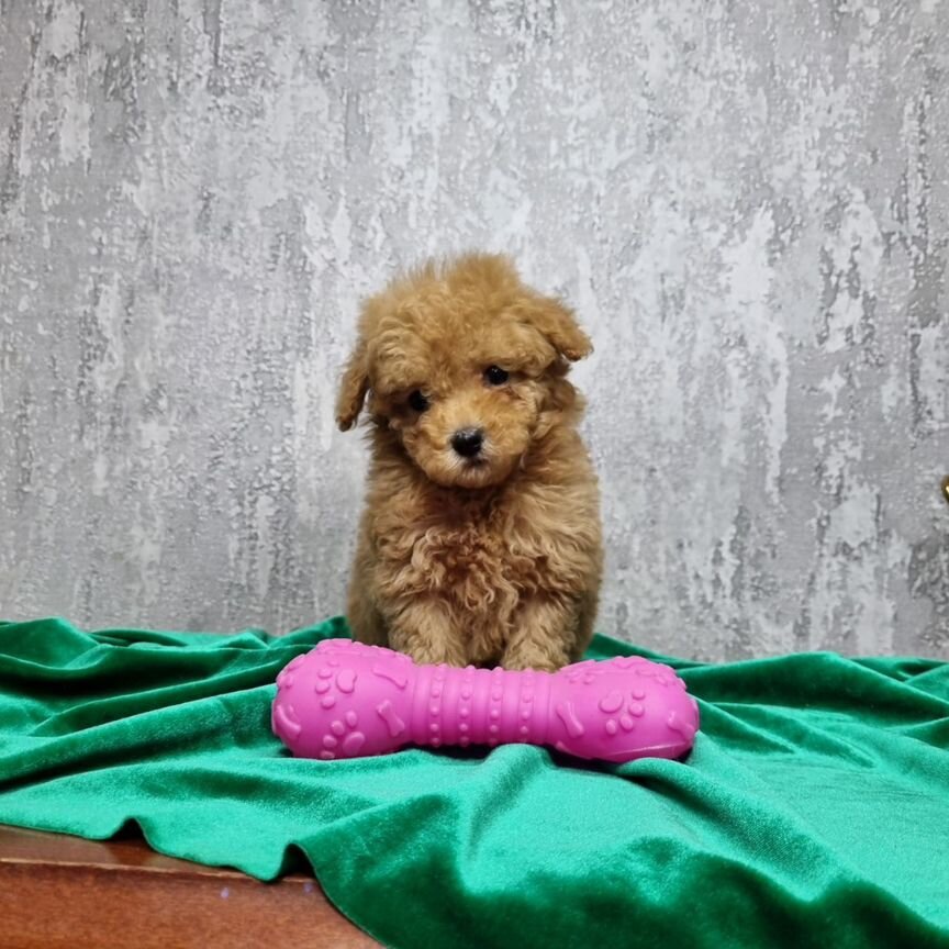 Мини девочка той-пуделя toypoodle