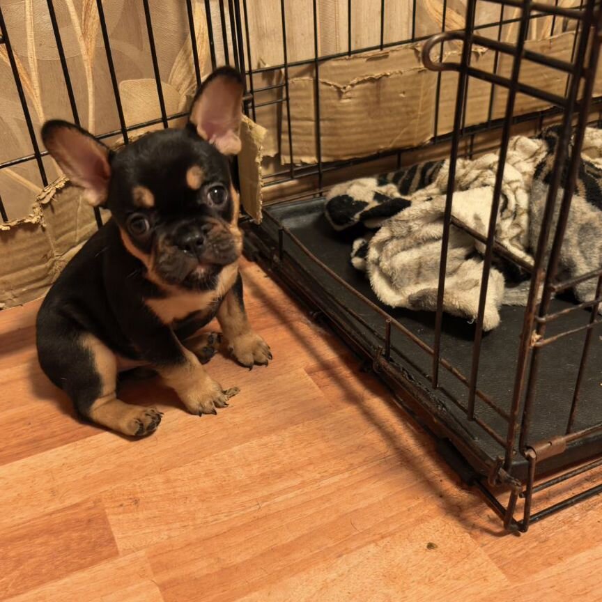 Французский бульдог, щенок