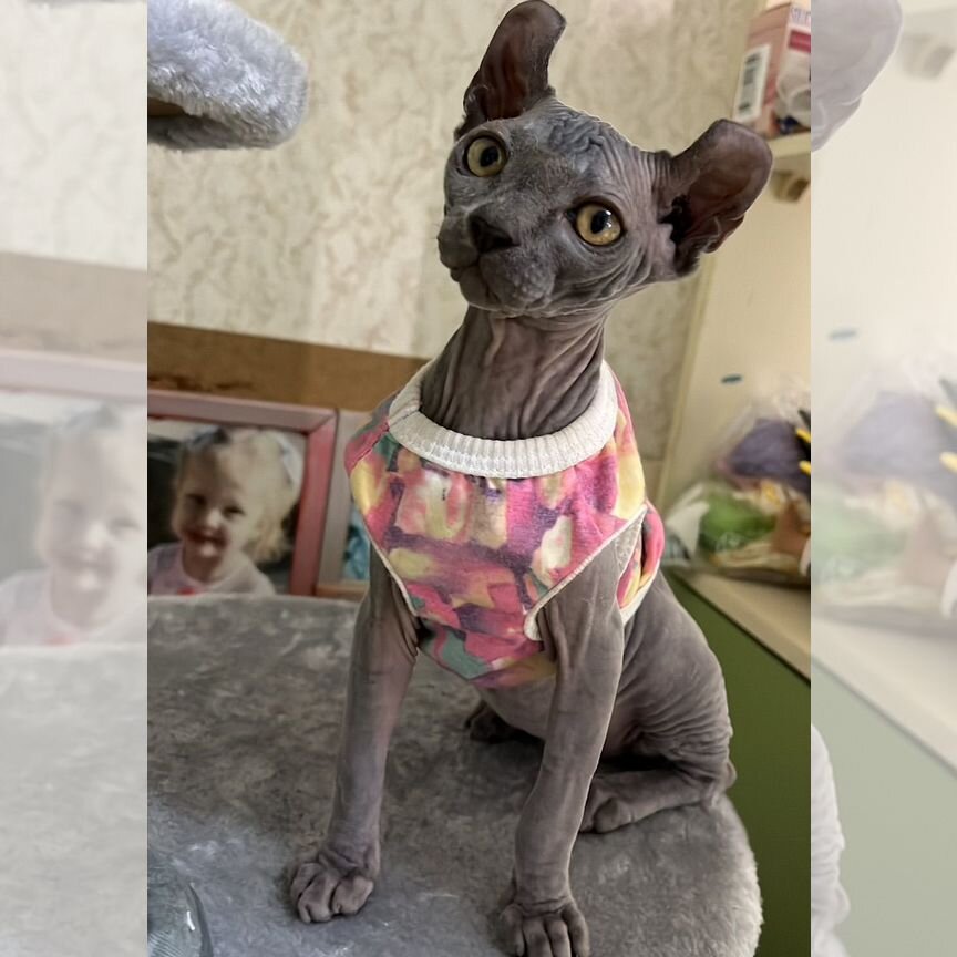 Канадский сфинкс котёнок