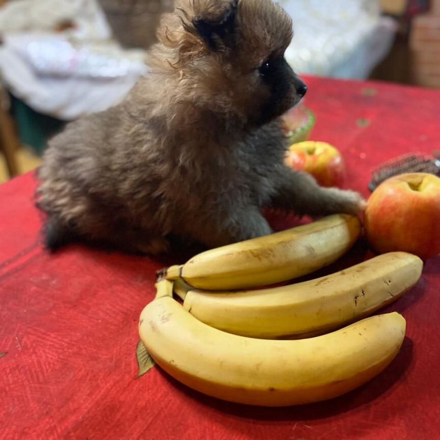 Продается щенок шпица