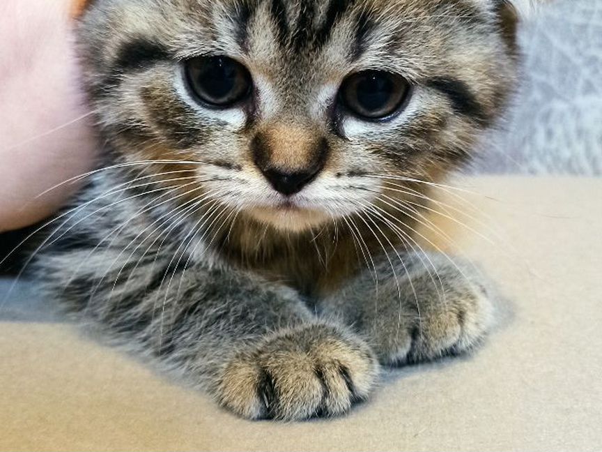 Шотландские котята вислоухие