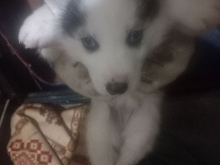 Щенки сибирской хаски девочка