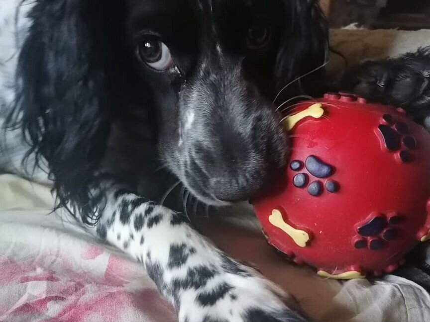 Русский спаниель поиск дома или платной передержки