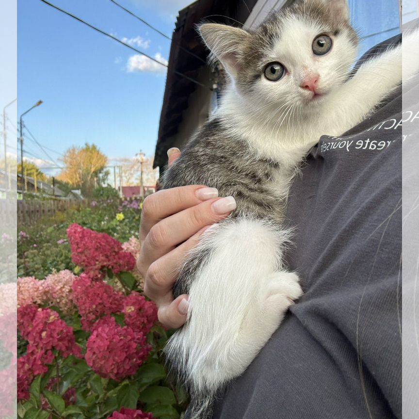 Котенок бесплатно