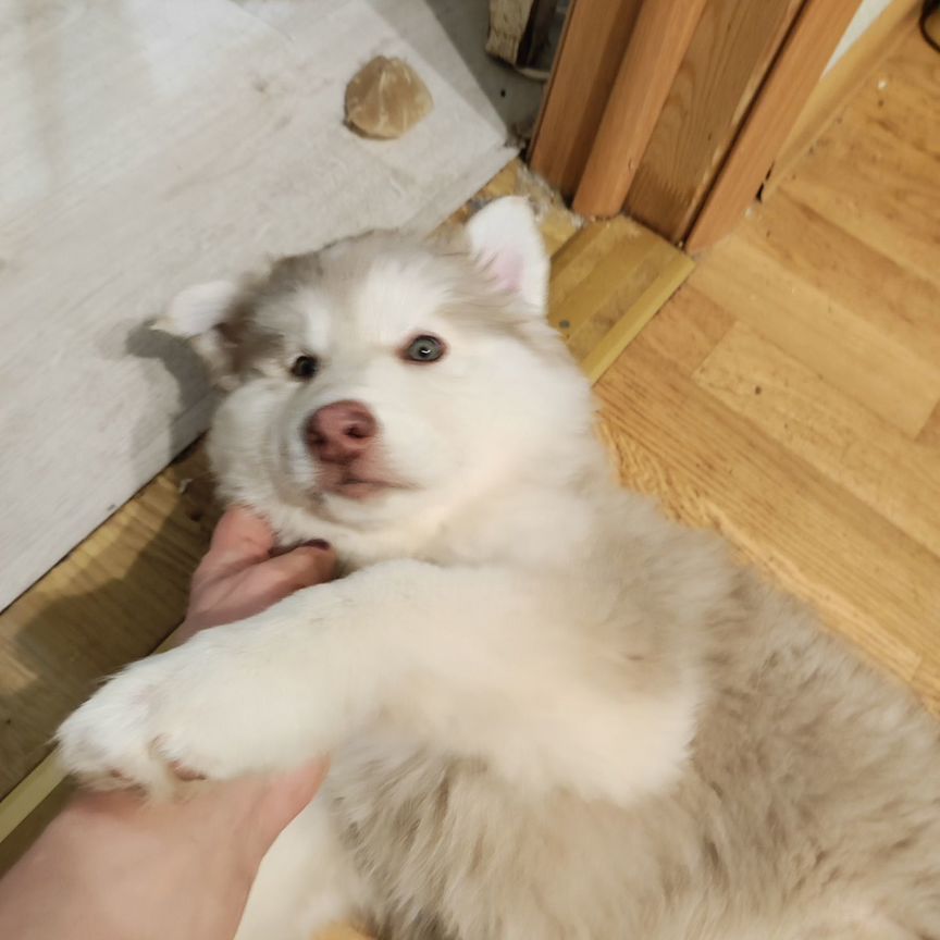 Очаровательная плюшка ищет дом