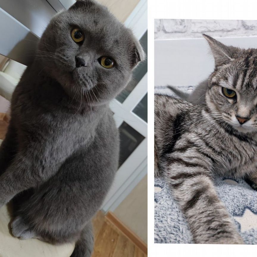 Отец-шотландский вислоухий, мать-британка