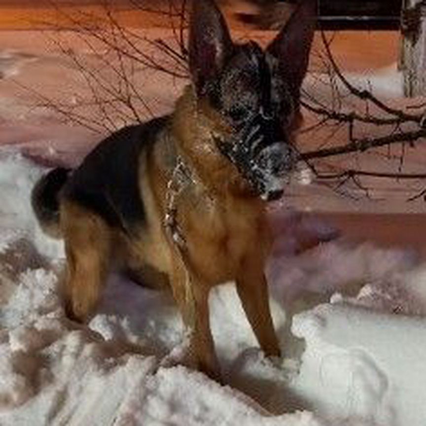 Немецкая овчарка, взрослый пёс