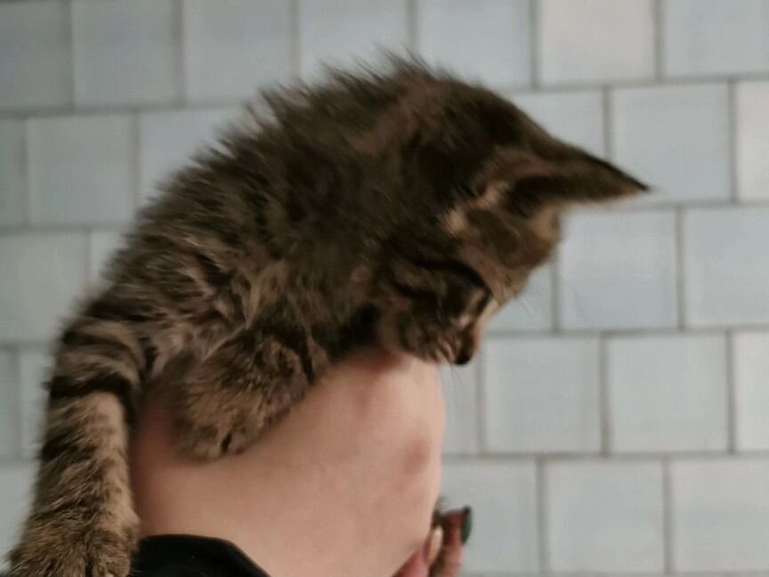 Котята