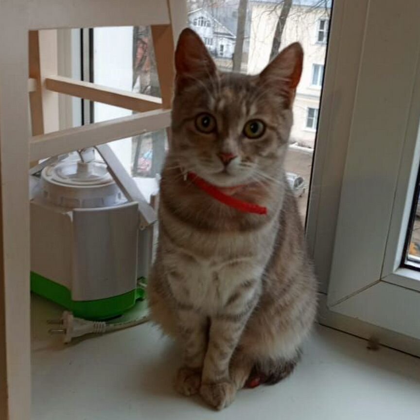 Кошечка
