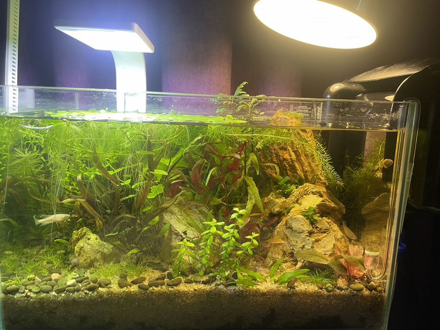 Аквариум с рыбками