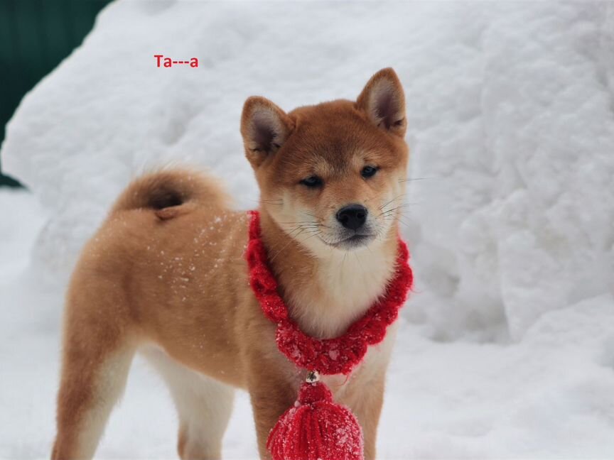 Сибочка Та-а